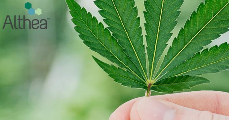 Althea Gains Germany Medical Cannabis Green Light - Hemp Gazette