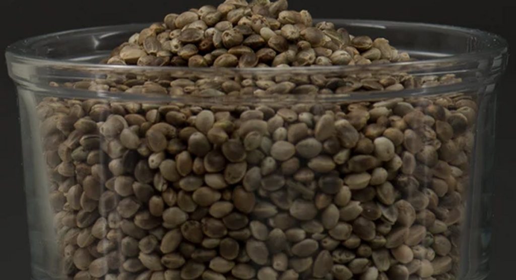 Making Better Use Of Hemp Waste - Hemp Gazette