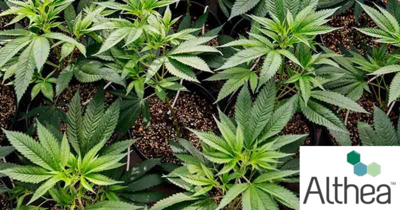 More Medical Cannabis Export Runs On The Board For Althea