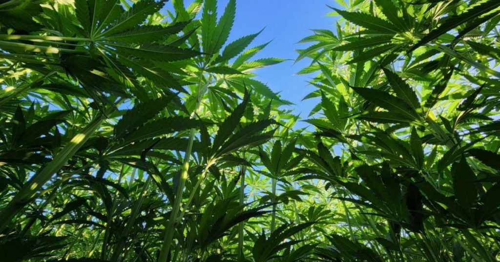New Hemp Processing Facility On The Cards For South Australia