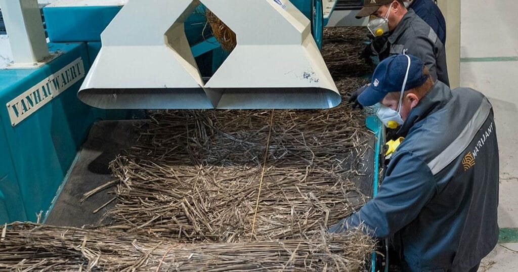 Ukraine Industrial Hemp Facility Kicks Off Operations